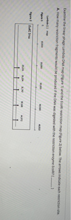 Solved Examine the linear phage Lambda DNA map (Figure 1) | Chegg.com
