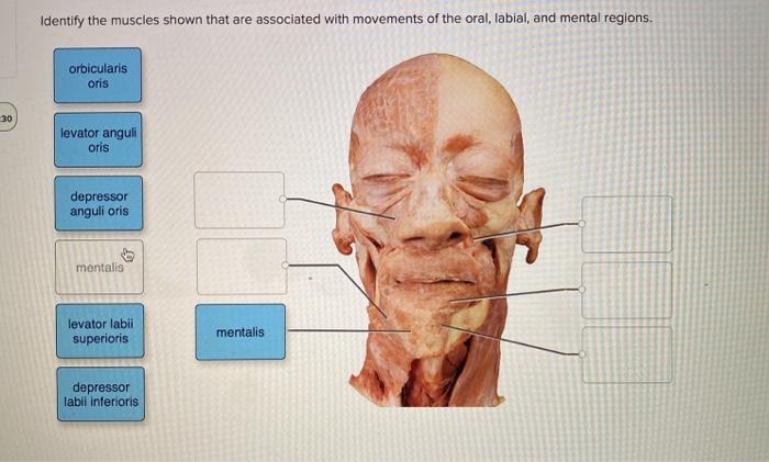 Solved Identify the muscles shown that are associated with | Chegg.com