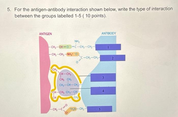 Solved 5. For the antigen-antibody interaction shown below, | Chegg.com