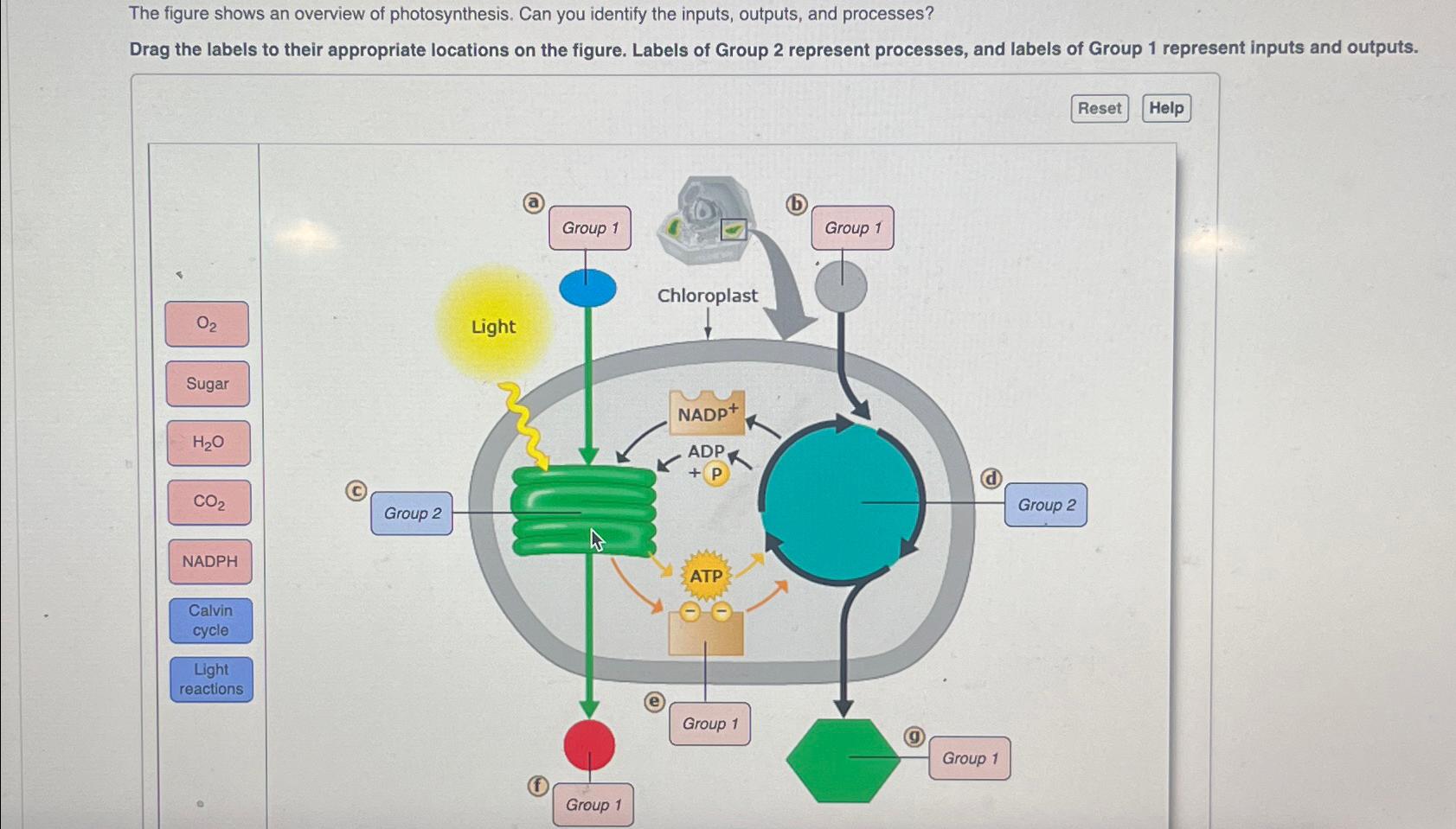 Solved The figure shows an overview of photosynthesis. Can | Chegg.com