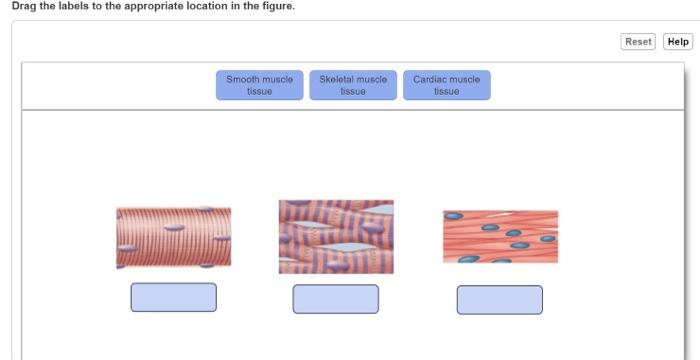 Solved Drag the labels to the appropriate location in the | Chegg.com