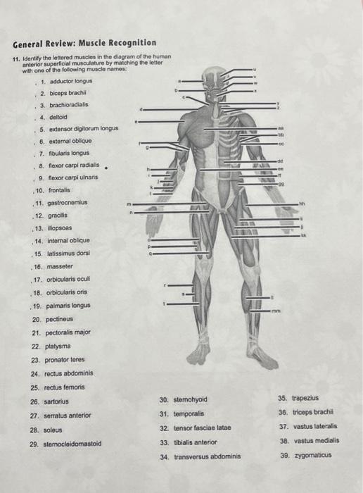 Solved General Review: Muscle Recognition 11. Idantify the | Chegg.com