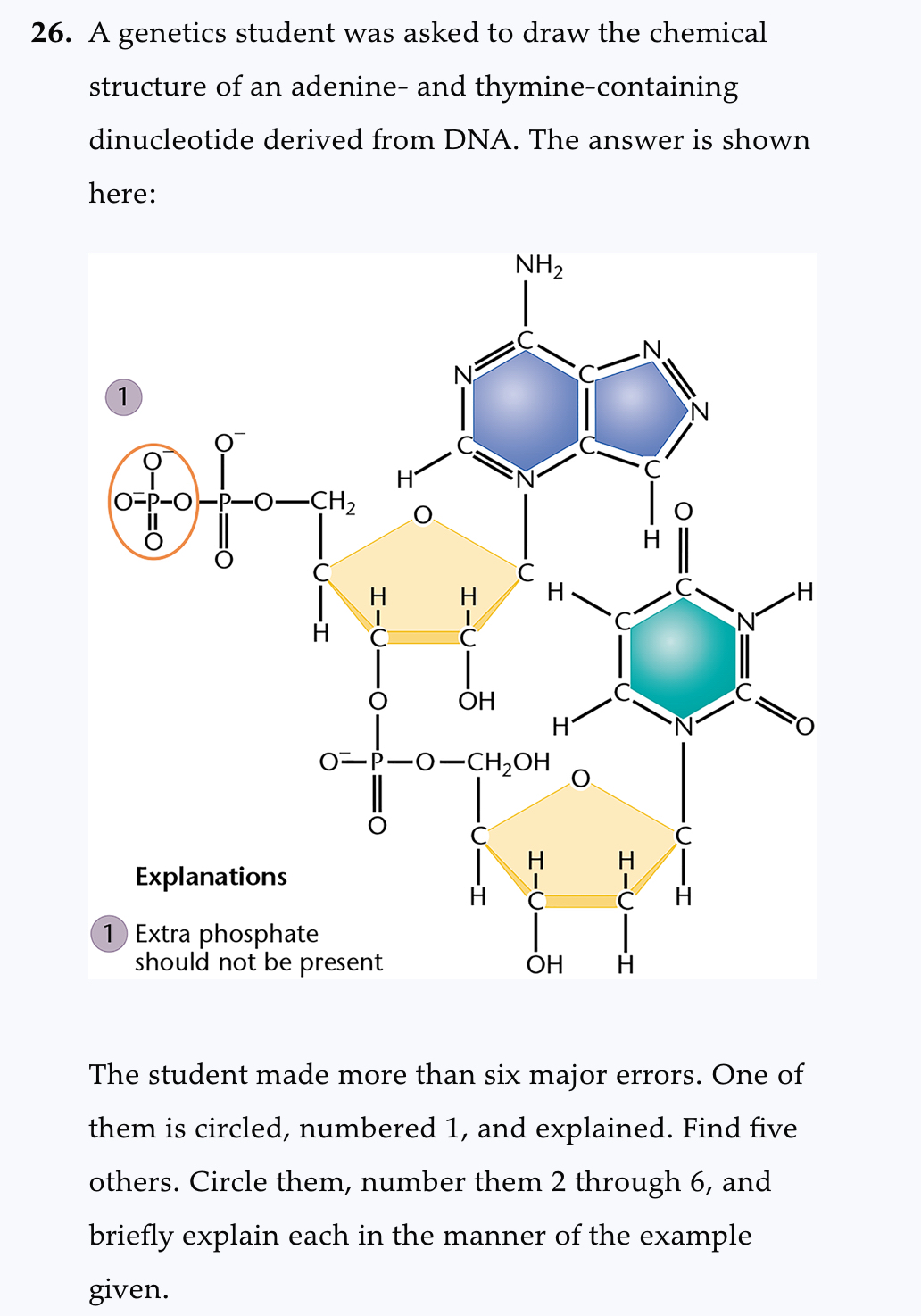 Solved A genetics student was asked to draw the chemical | Chegg.com