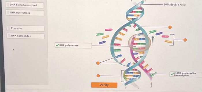 Solved DNA being transcribed DNA nucleotides Promoter RNA | Chegg.com