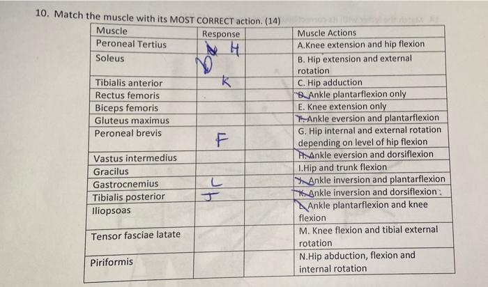 Solved 10. Match the muscle with its MOST CORRECT action. | Chegg.com