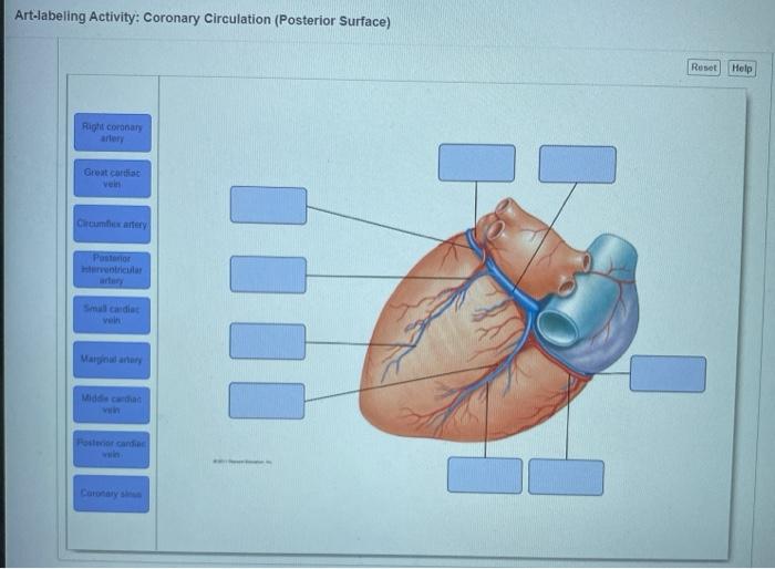 Solved Art-labeling Activity: Coronary Circulation | Chegg.com