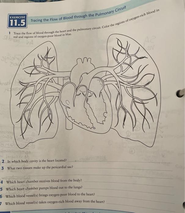 Solved EXERCISE 11.5 Tracing the flow of Blood through the | Chegg.com
