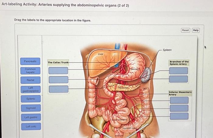 Solved Art-labeling Activity: Arteries supplying the | Chegg.com