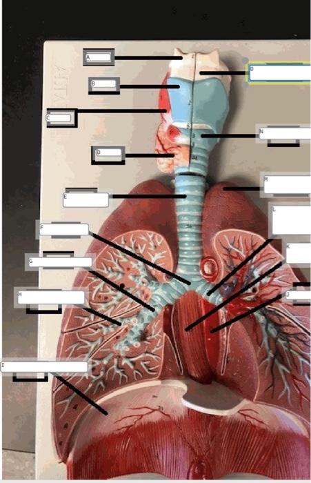 Solved Label the following body parts with the corresponding | Chegg.com