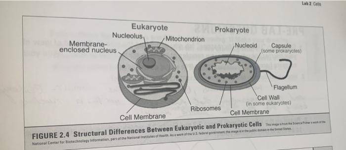 Solved 1μm−10μm FIGURE 2.3FIGURE 2.4organisms? The answers | Chegg.com