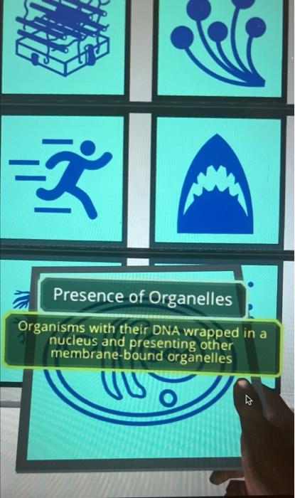 Solved BACK First common ancestor ? Eukaryotes ? Prokaryotes | Chegg.com