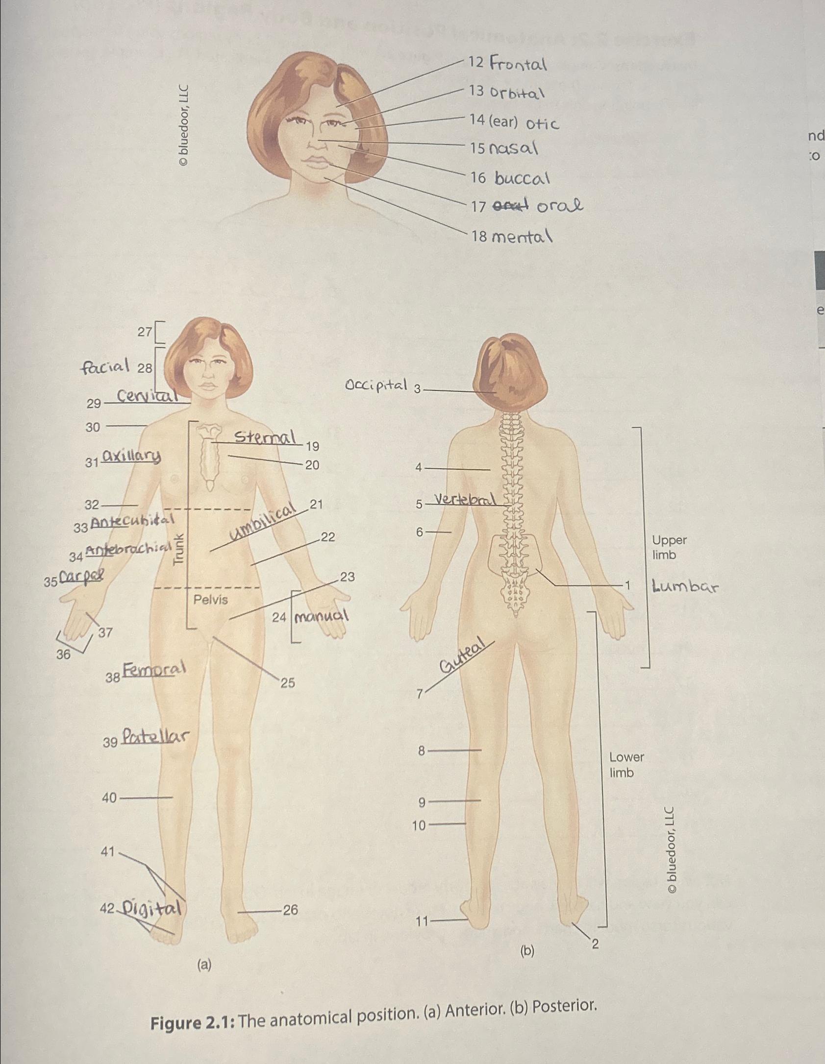 Solved (a)(b)Figure 2.1: The anatomical position. (a) | Chegg.com