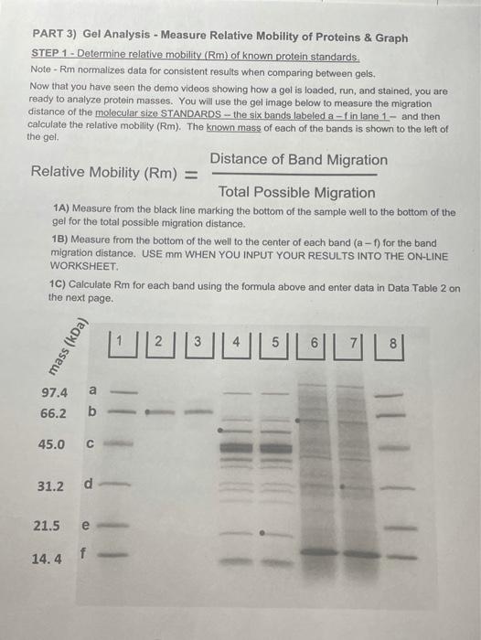 Solved PART 3) Gel Analysis - Measure Relative Mobility of | Chegg.com