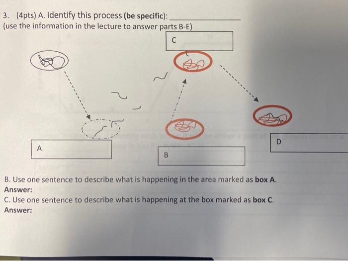 Solved 3. (4pts) A. Identify this process (be specific): | Chegg.com