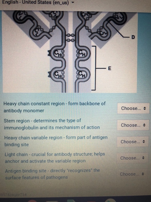 Solved Please match the following antibody regional labels | Chegg.com