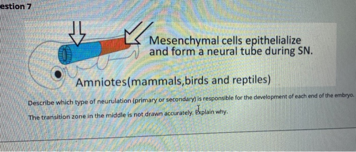 Solved estion 7 Mesenchymal cells epithelialize and form a | Chegg.com