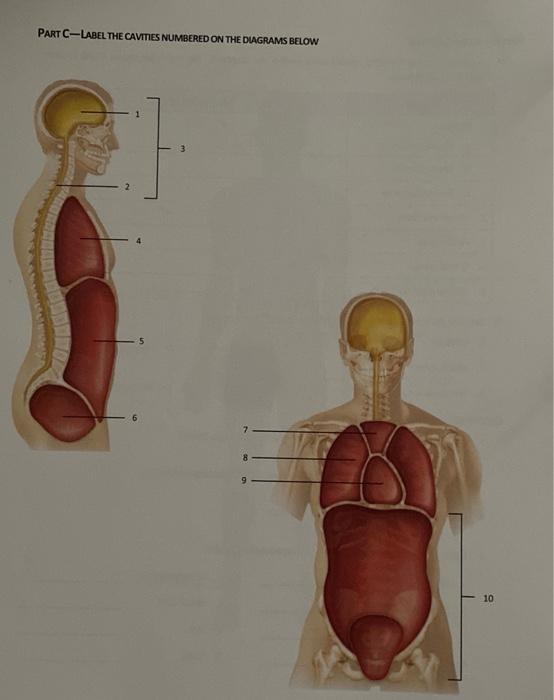 Solved PARTC-LABEL THE CAVITIES NUMBERED ON THE DIAGRAMS | Chegg.com Solved PARTC-LABEL THE CAVITIES NUMBERED ON THE DIAGRAMS | Chegg.com