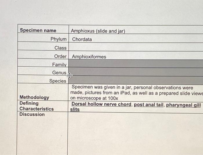 Solved Specimen name Amphioxus (slide and jar) Phylum | Chegg.com