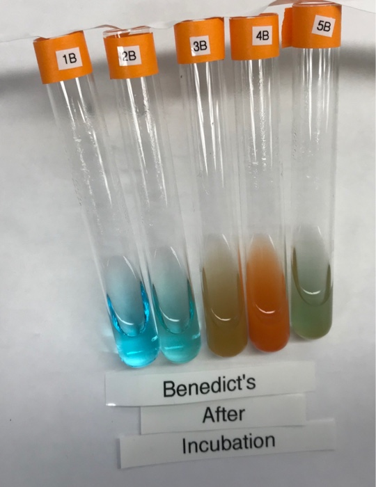 Name and Lab Section 1. Amylase Activity and Effect | Chegg.com