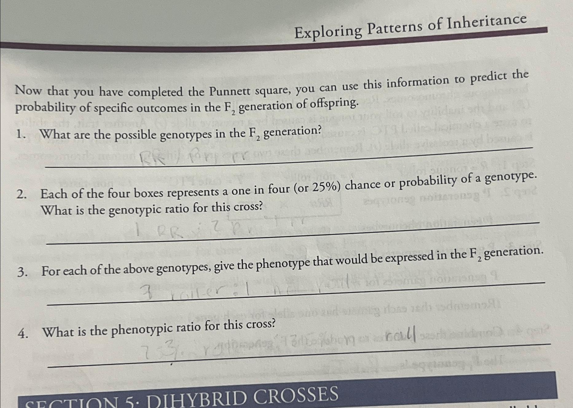 Solved Exploring Patterns of InheritanceNow that you have | Chegg.com