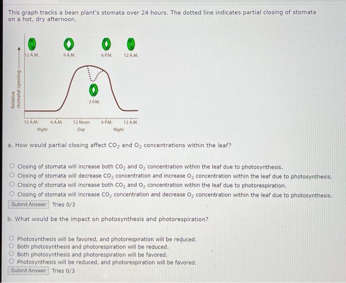 Solved This graph tracks a bean plant's stomata over 24 | Chegg.com