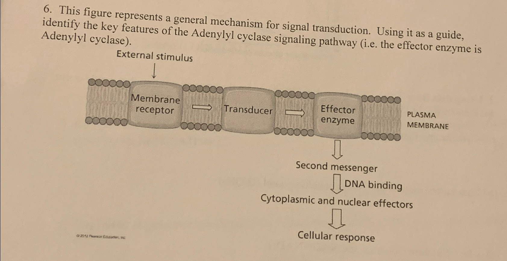 Solved This figure represents a general mechanism for signal | Chegg.com