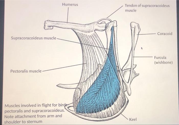 Pectoral Muscles In Birds
