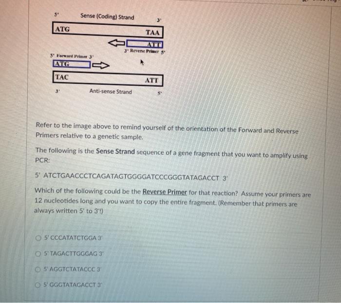 Solved $ Sense (Coding) Strand 3 ATG TAA ATT J Revene Primer | Chegg.com