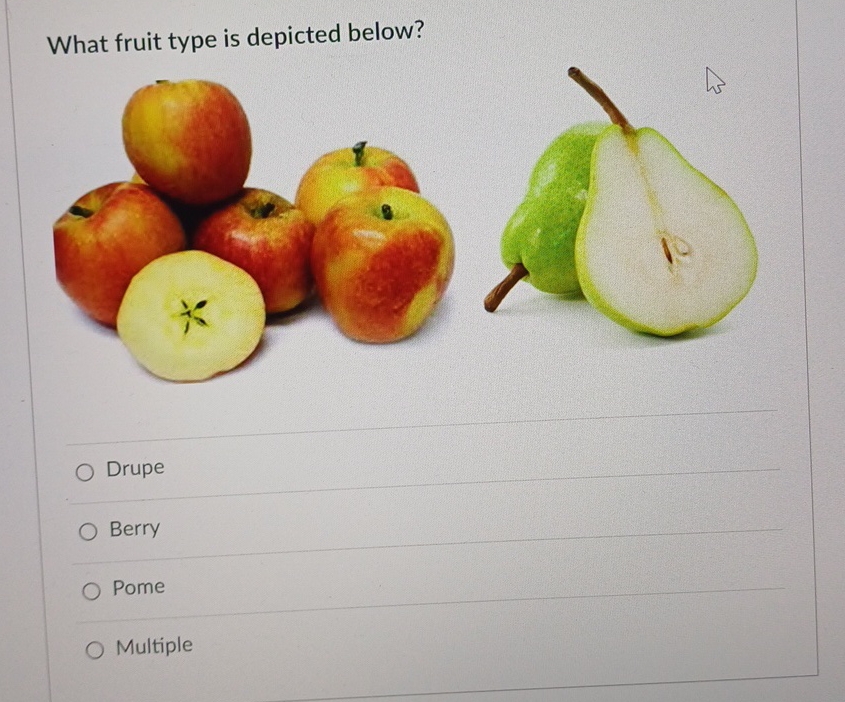 Solved What fruit type is depicted | Chegg.com