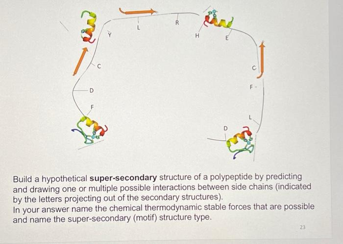 Solved Build a hypothetical super-secondary structure of a | Chegg.com