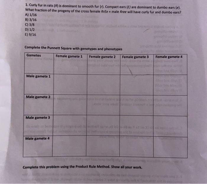 Solved 1. Curly fur in rats (R) is dominant to smooth fur | Chegg.com