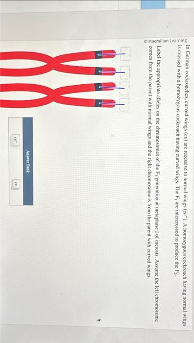 Solved In German cockroaches, curved wings (cv) are | Chegg.com