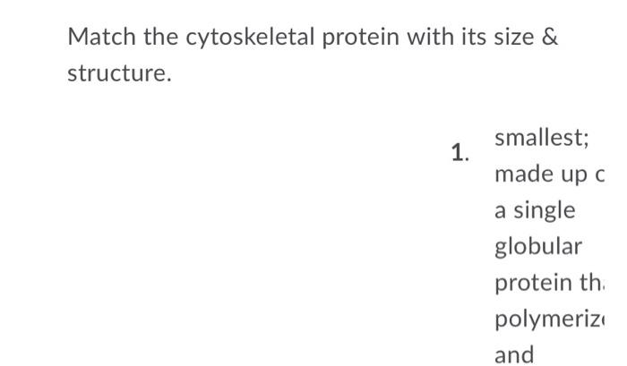 Solved Match the cytoskeletal protein with its size & | Chegg.com