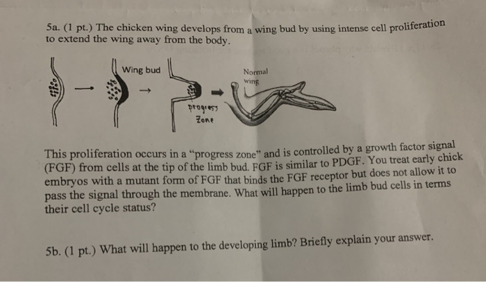Solved 5a. (1 pt.) The chicken wing develops from a wing bud | Chegg.com