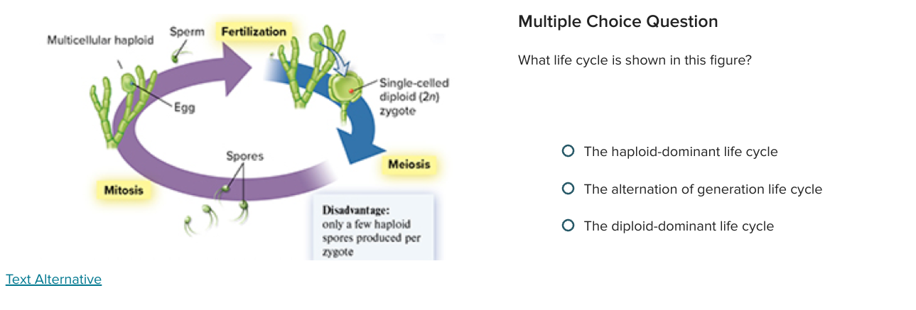 Solved Multiple Choice QuestionWhat life cycle is shown in | Chegg.com