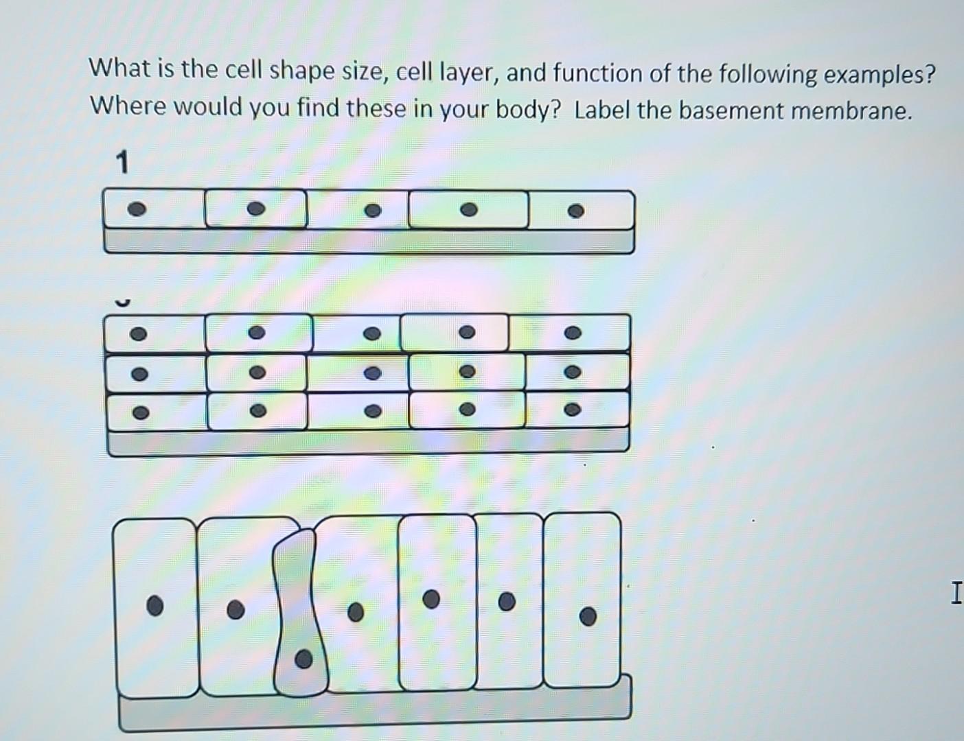 Solved What is the cell shape size, cell layer, and function | Chegg.com