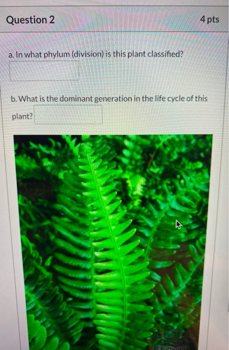 Solved 4 pts Question 1 a. In what phylum (division) is this | Chegg.com