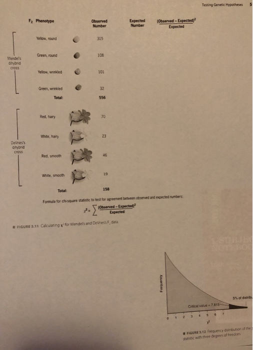 Solved Testing Genetic Hypotheses F2 Phenotype Observed | Chegg.com