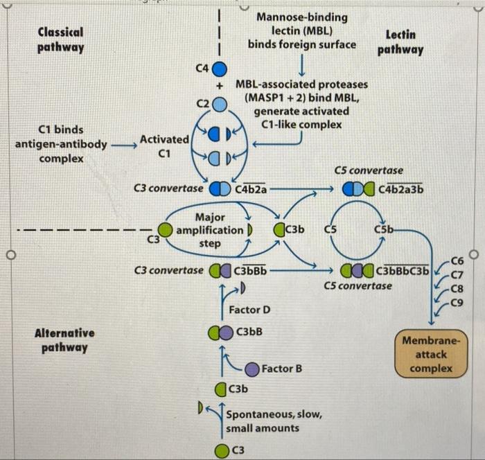 Solved 1 Classical pathway Mannose-binding lectin (MBL) | Chegg.com