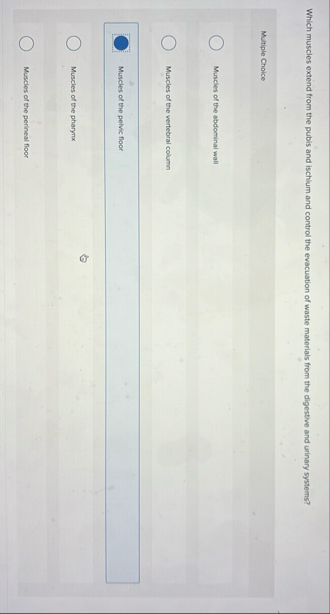 [Solved]: Which muscles extend from the pubis and ischlum an