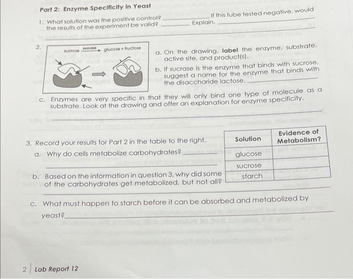 Part 2: Enzyme Specificity in Yeast 1. What solution | Chegg.com