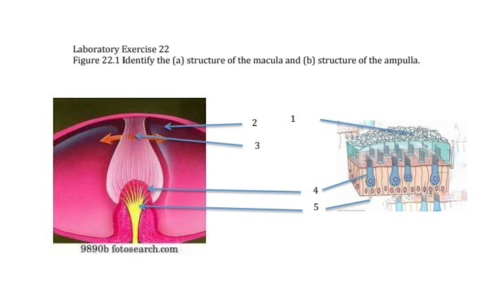 Solved Laboratory Exercise 22 Figure 22.1 Identify the (a) | Chegg.com