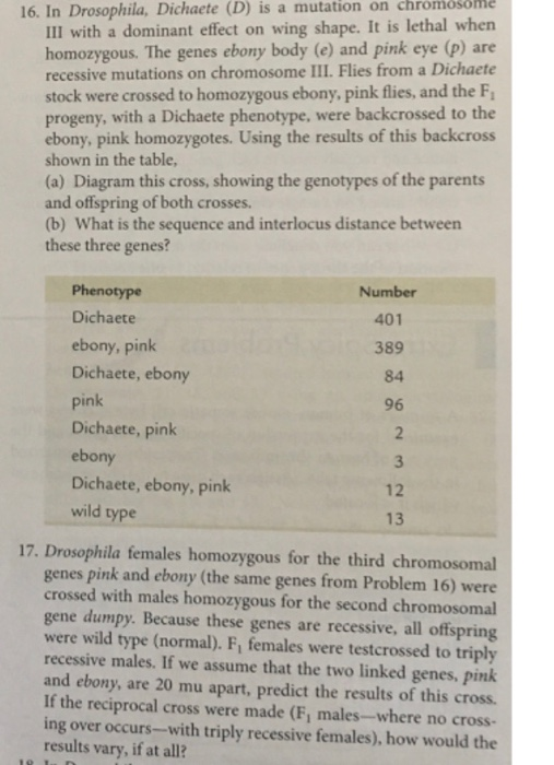 Solved 16. In Drosophila, Dichaete (D) is a mutation on | Chegg.com