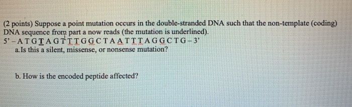 Solved (2 points) Suppose a point mutation occurs in the | Chegg.com