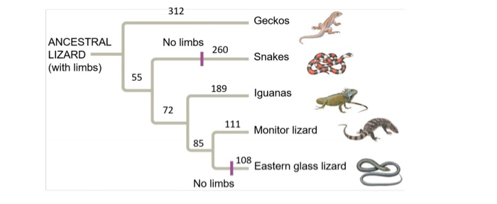 Solved You discover a fossil of the ancestor of all living | Chegg.com
