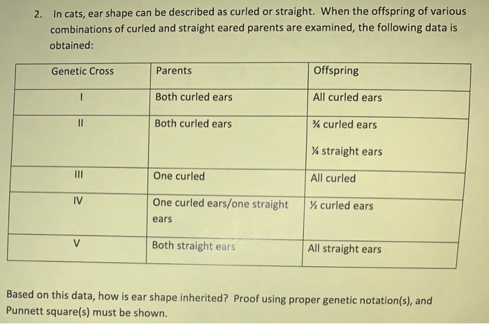 Solved 2. In cats, ear shape can be described as curled or | Chegg.com