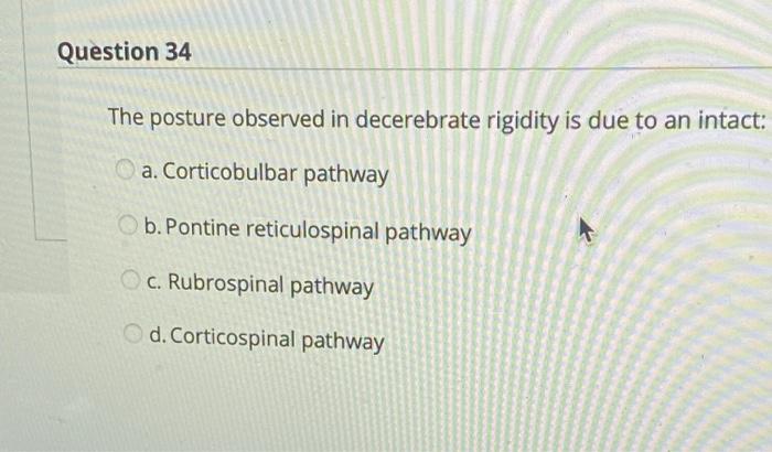 Solved Question 34 The posture observed in decerebrate | Chegg.com
