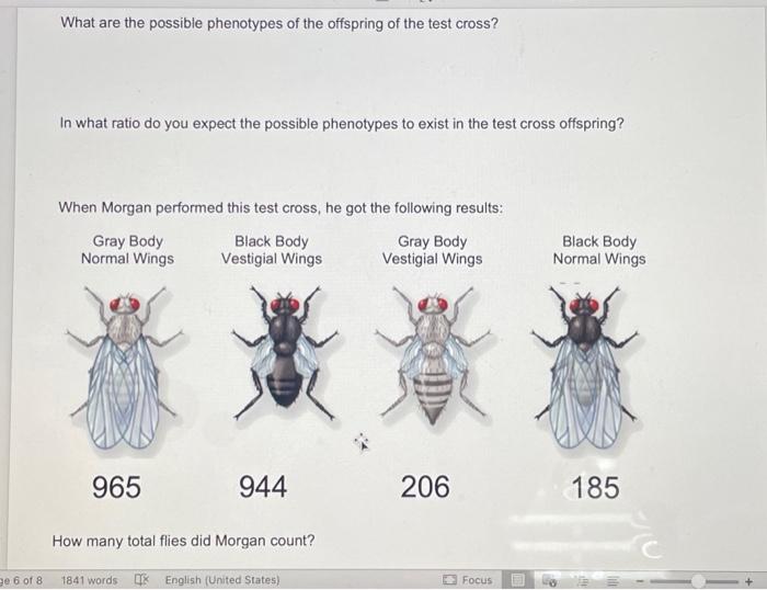 Solved Below is an example of one of Morgan's experiments | Chegg.com