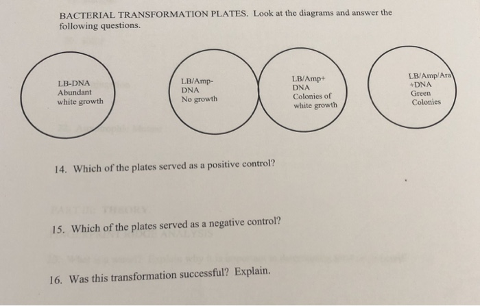 Solved BACTERIAL TRANSFORMATION PLATES. Look at the diagrams | Chegg.com
