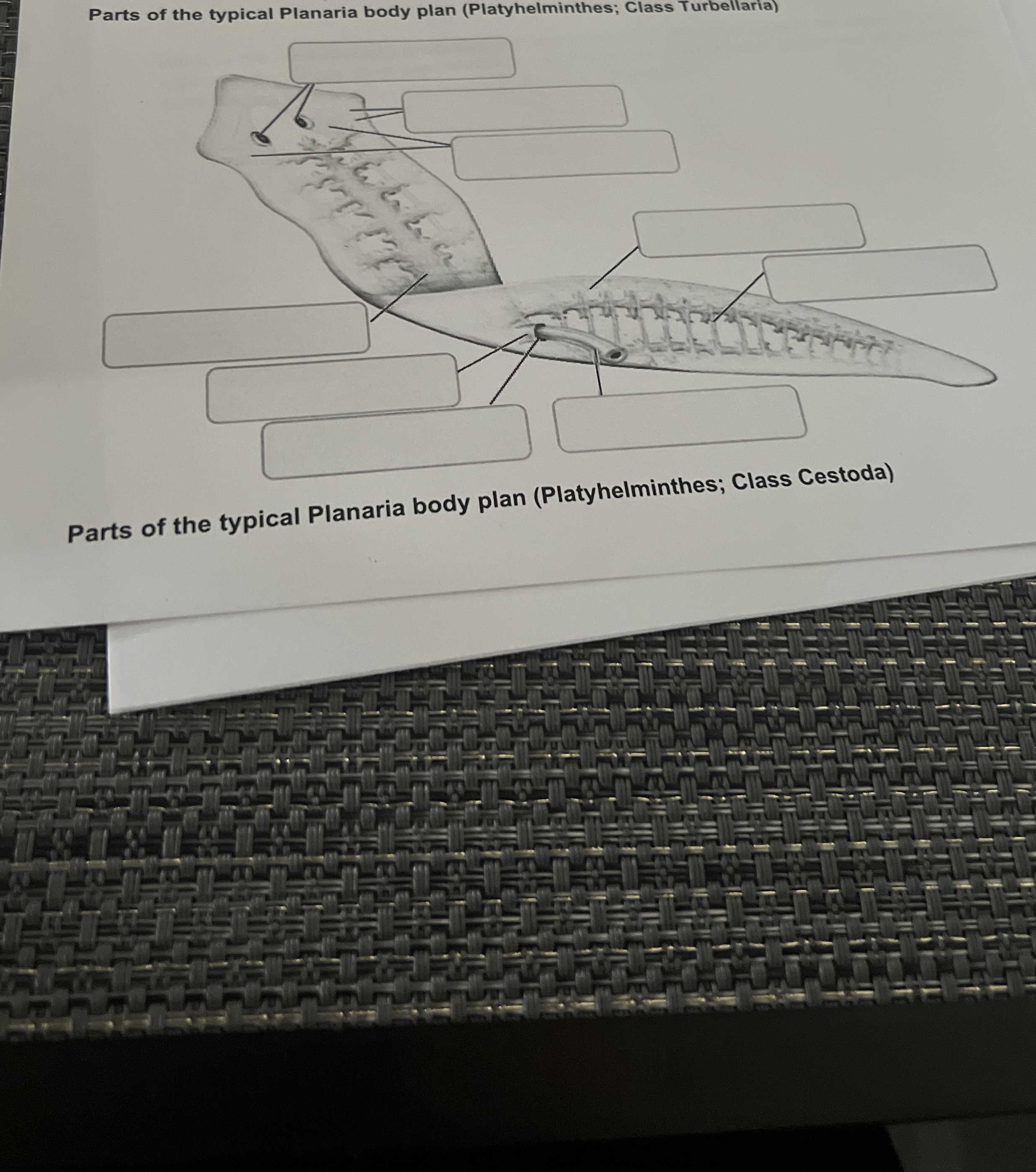 Solved Parts of the typical Planaria body plan | Chegg.com